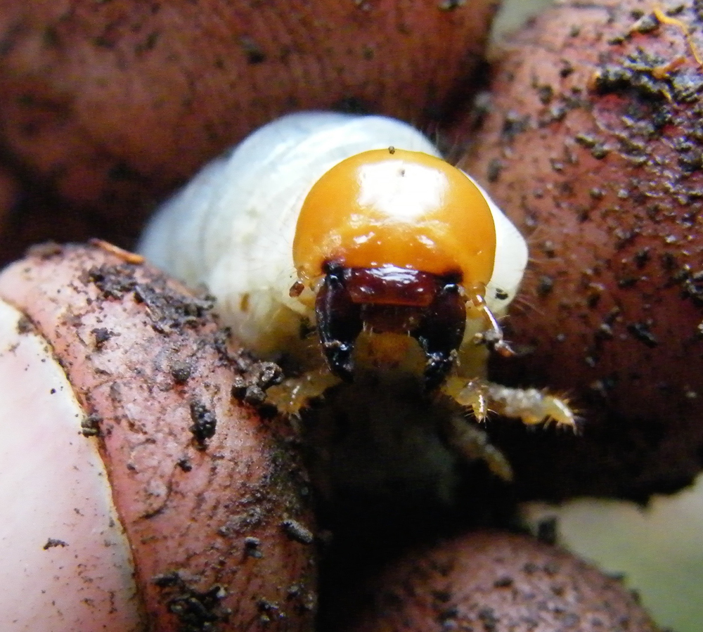Apterocyclus honoluluensis | Hawaiian Scarabs