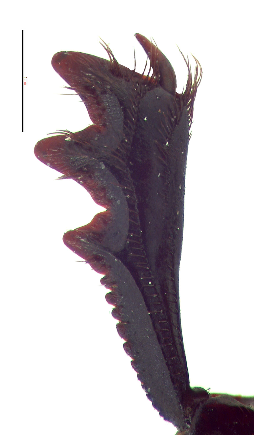 Canthon humectus | Hawaiian Scarabs