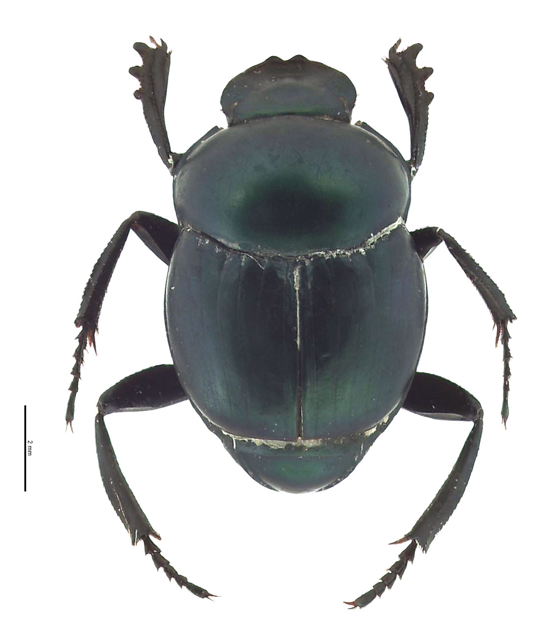 Canthon indigaceus | Hawaiian Scarabs