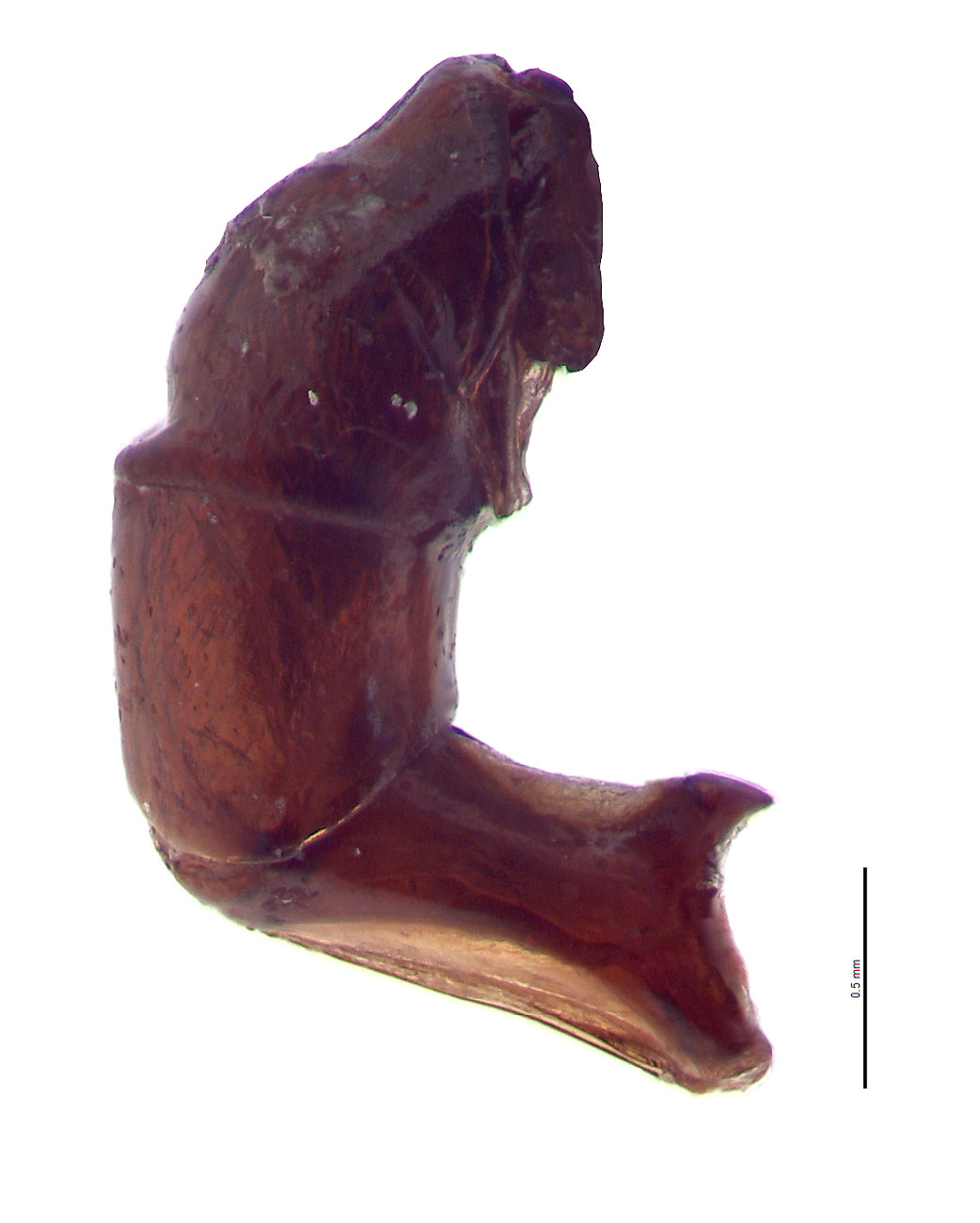 Canthon indigaceus | Hawaiian Scarabs