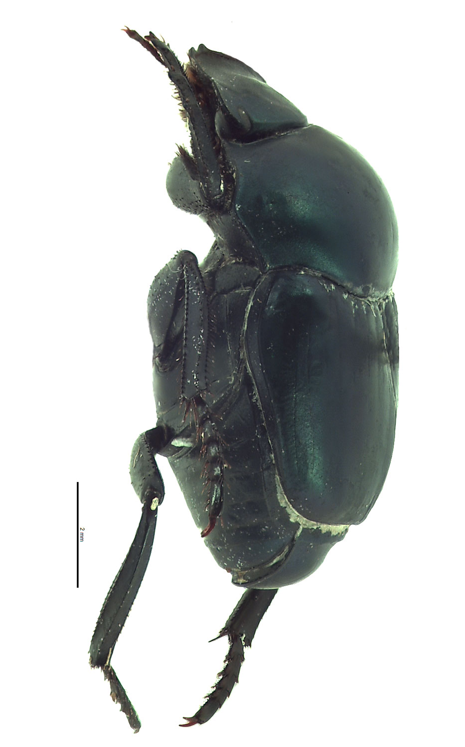 Canthon indigaceus | Hawaiian Scarabs