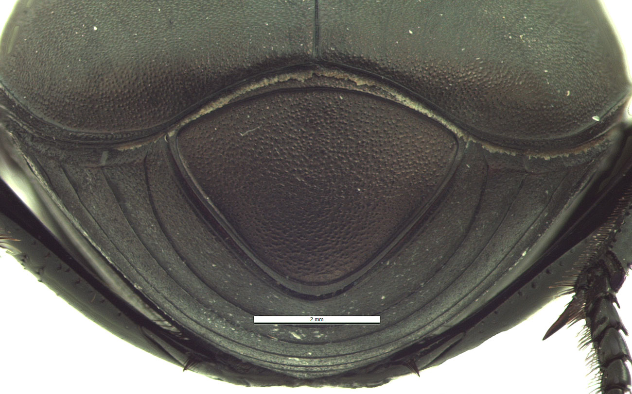Canthon pilularius | Hawaiian Scarabs