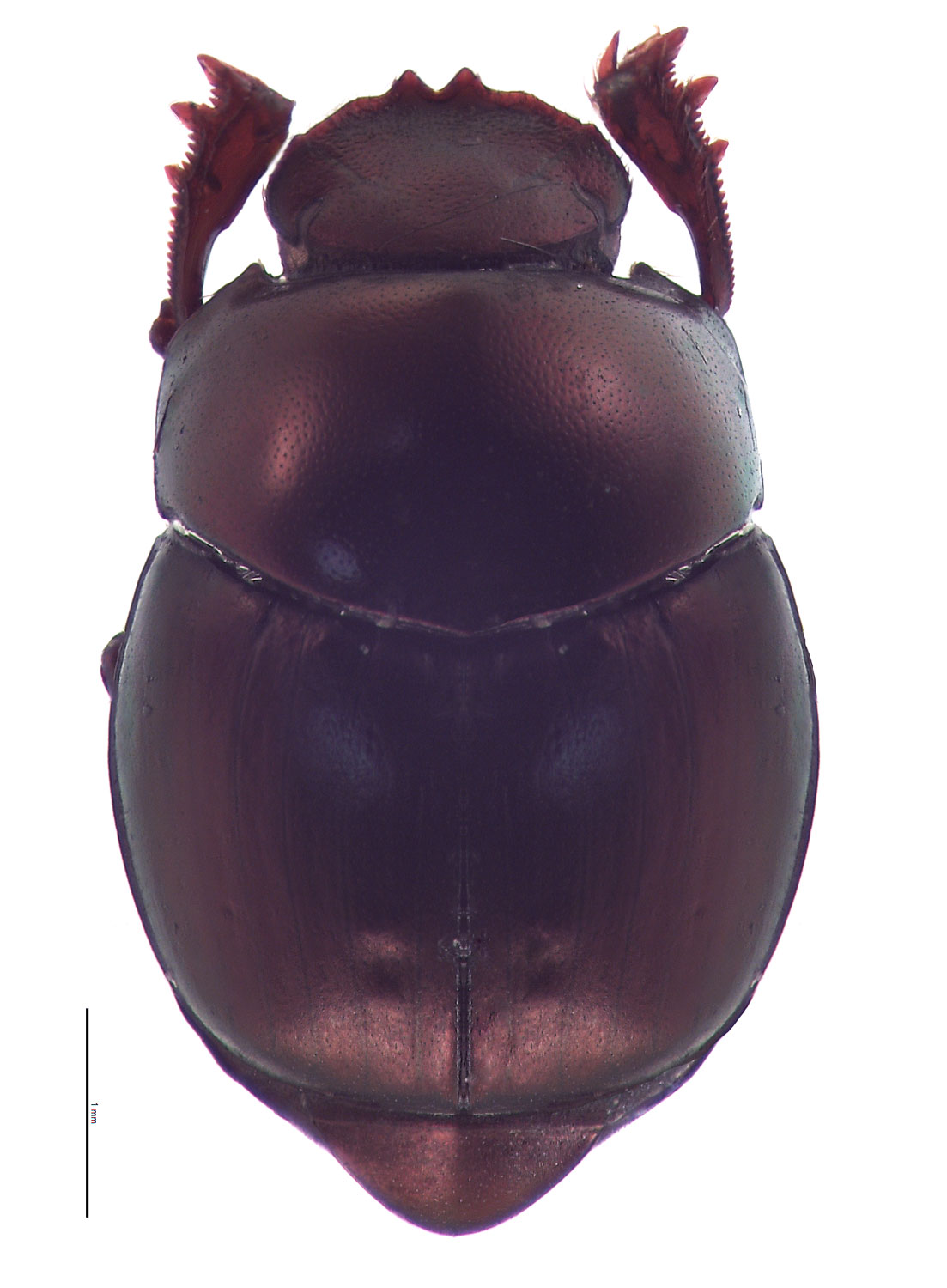 Canthon viridis | Hawaiian Scarabs