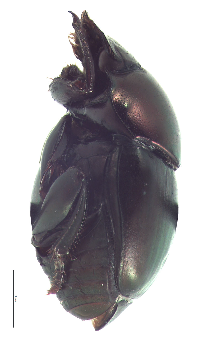 Canthon viridis | Hawaiian Scarabs