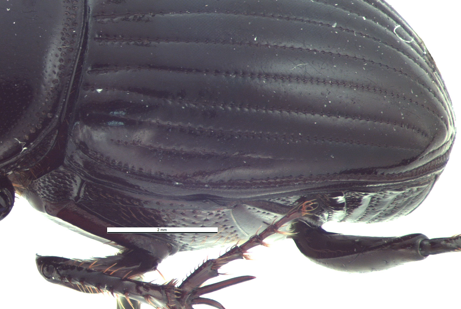 Copris incertus | Hawaiian Scarabs