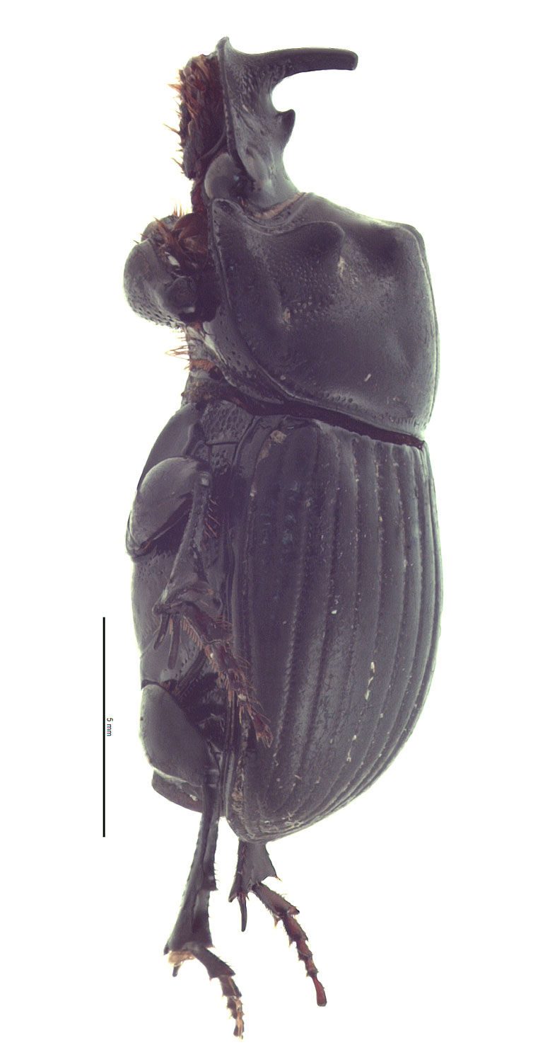 Copris incertus | Hawaiian Scarabs