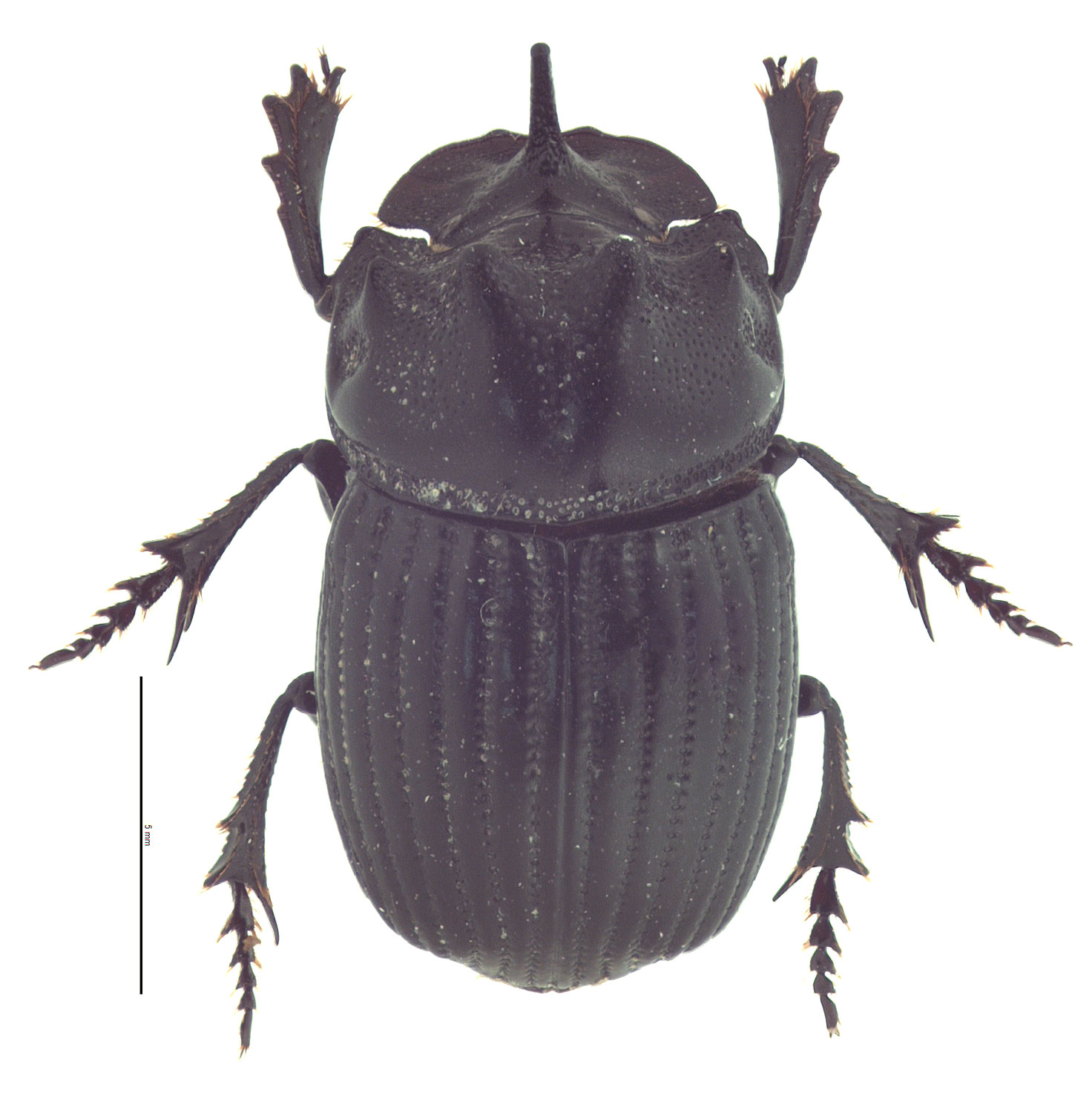 Copris remotus | Hawaiian Scarabs