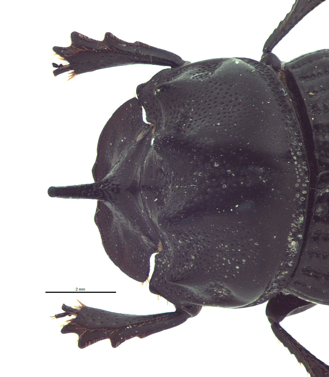 Copris remotus | Hawaiian Scarabs