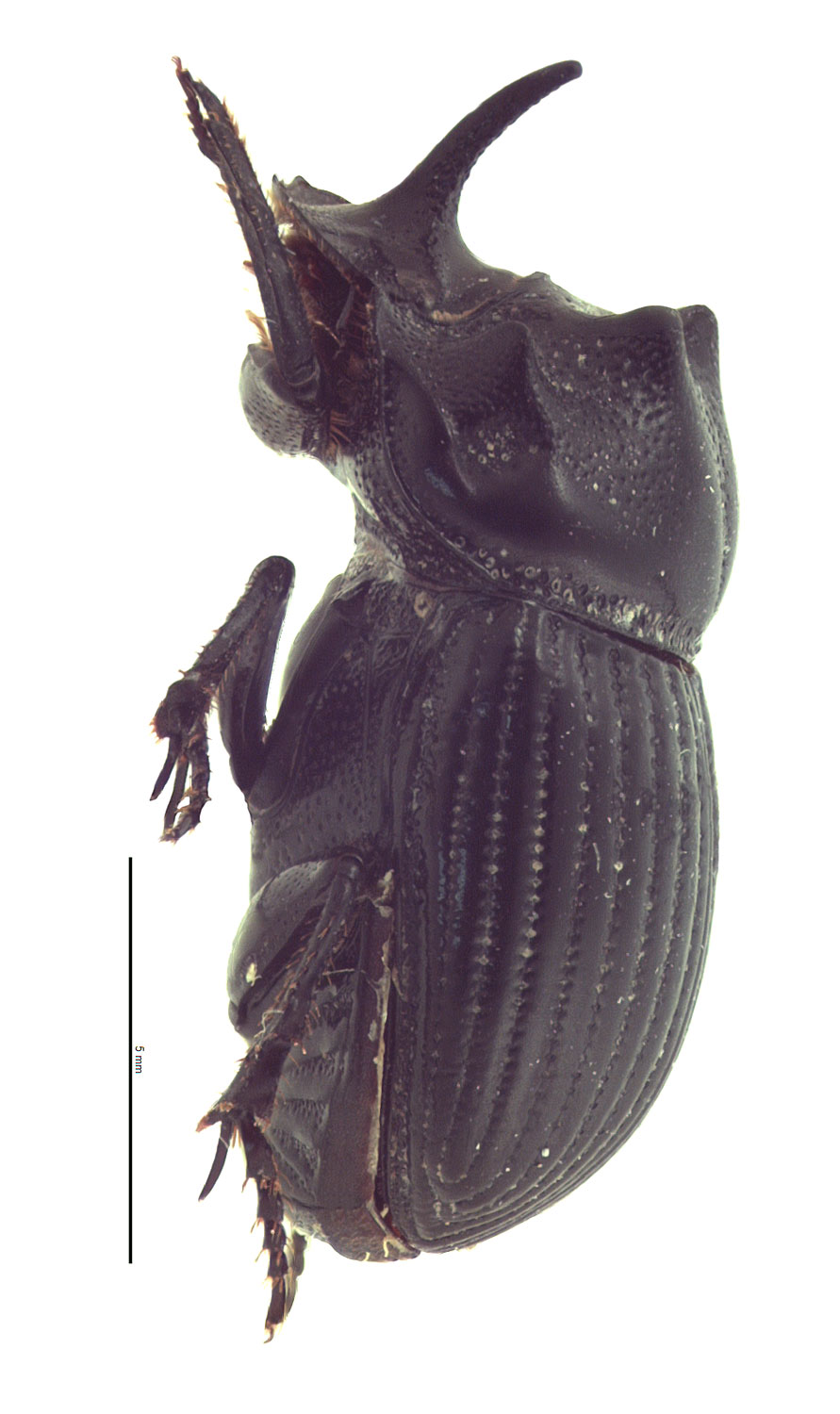 Copris remotus | Hawaiian Scarabs