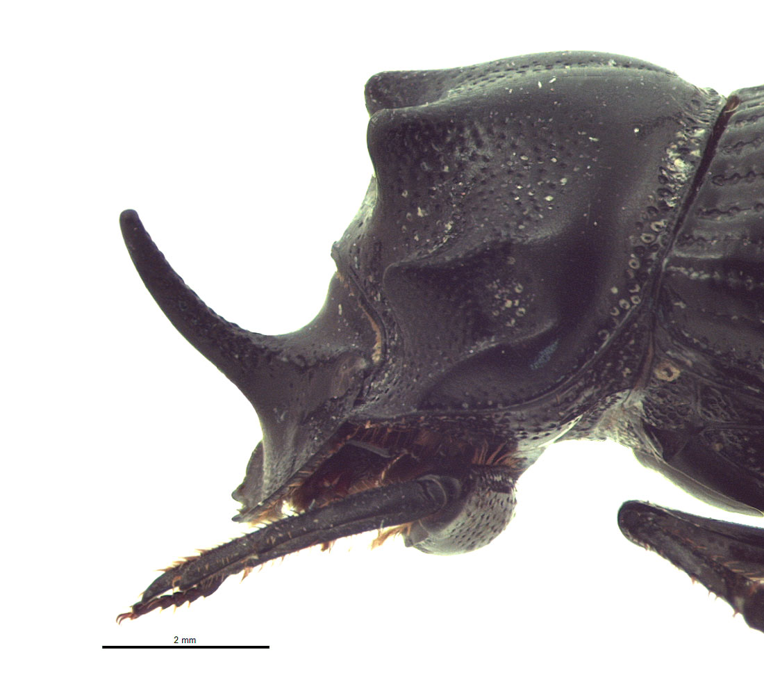 Copris remotus | Hawaiian Scarabs