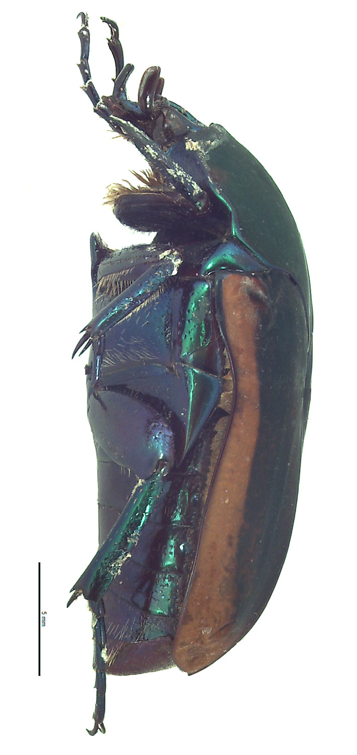 Cotinis mutabilis | Hawaiian Scarabs