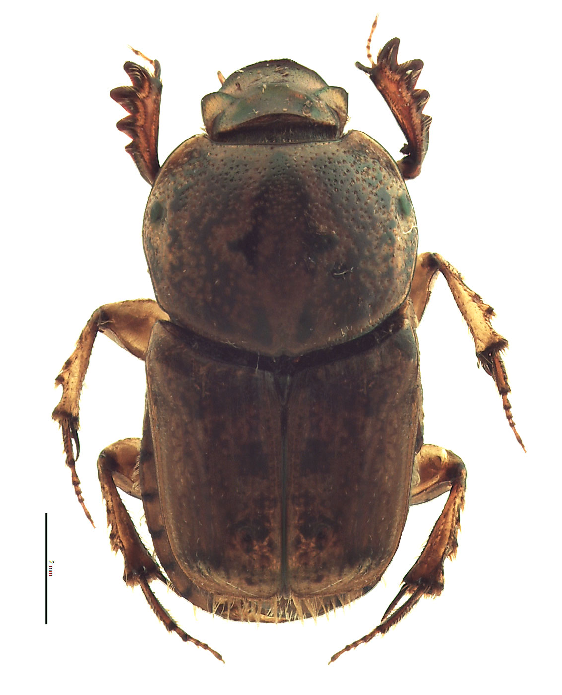 Euoniticellus africanus | Hawaiian Scarabs