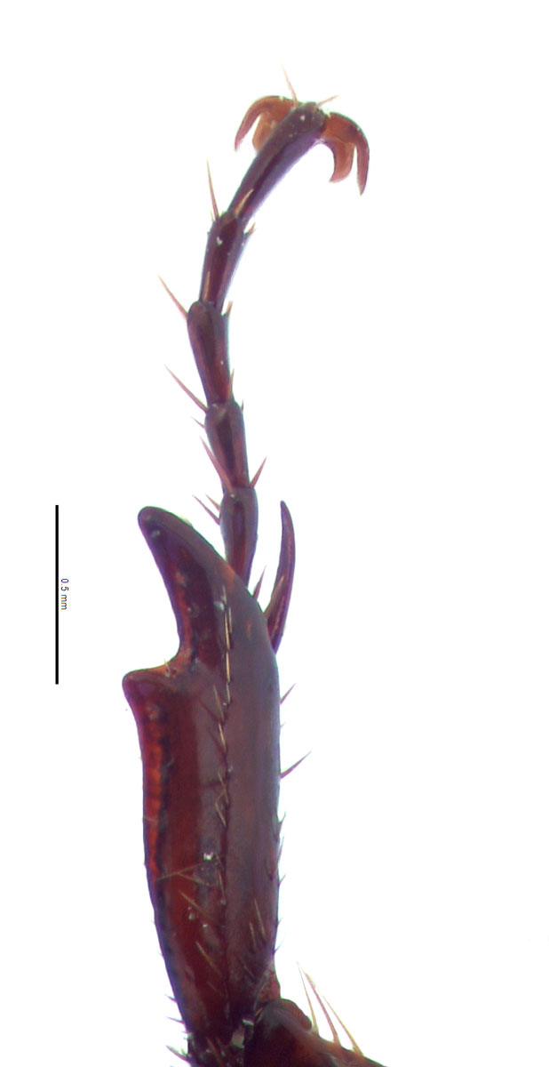 Maladera castanea | Hawaiian Scarabs