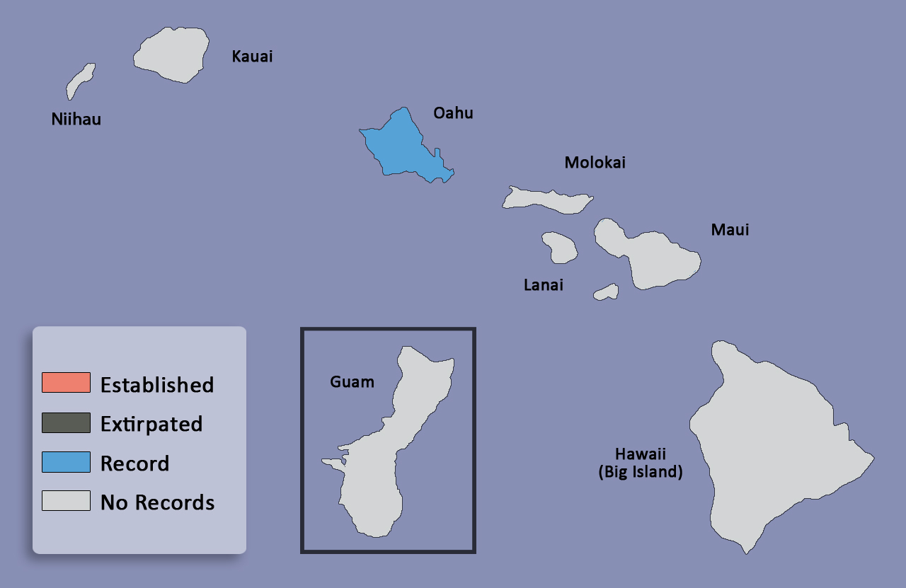 Maladera castanea | Hawaiian Scarabs