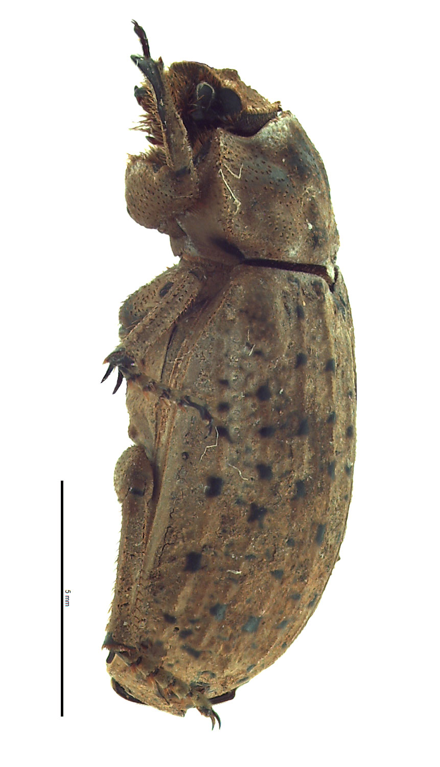 Omorgus suberosus | Hawaiian Scarabs