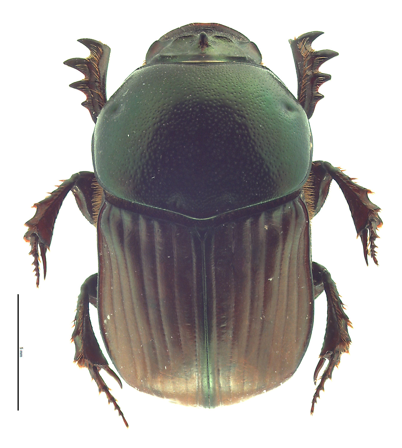 Onitis alexis | Hawaiian Scarabs