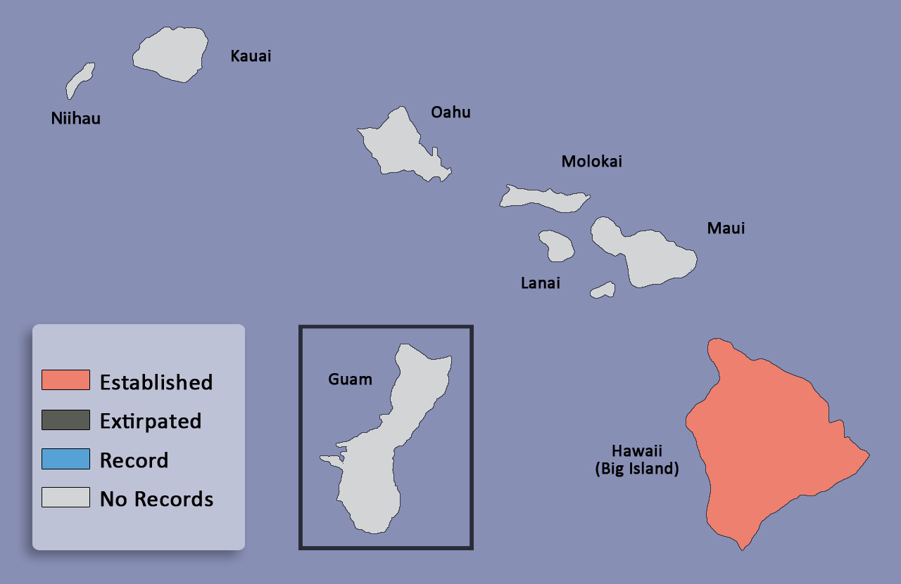 Onitis alexis | Hawaiian Scarabs