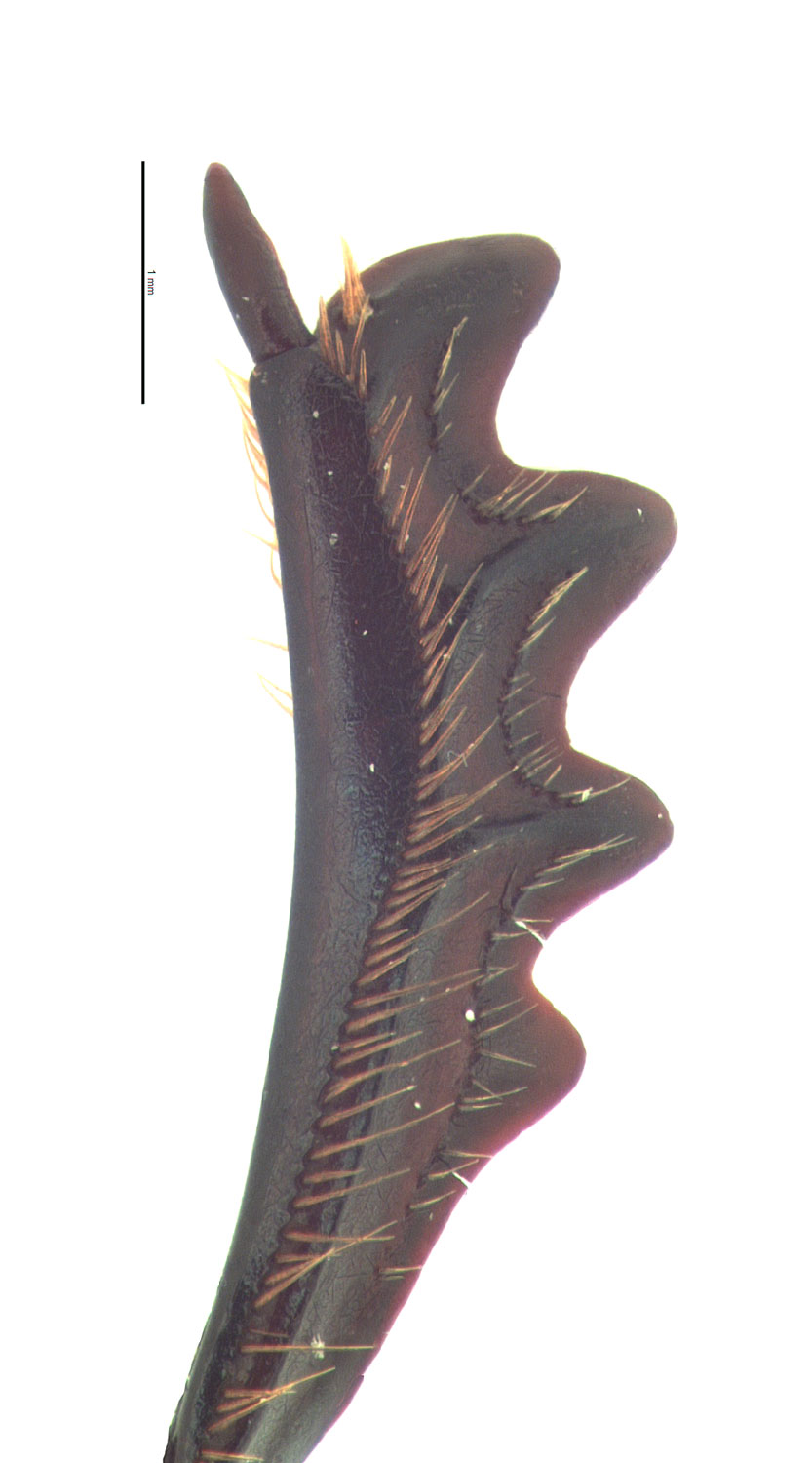 Onitis phartopus | Hawaiian Scarabs