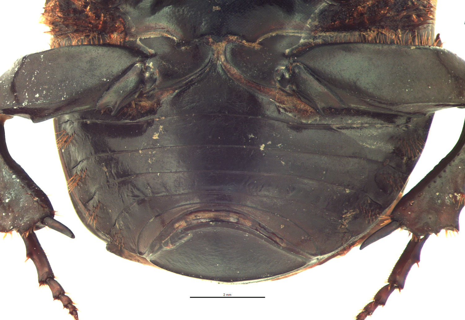 Onitis phartopus | Hawaiian Scarabs