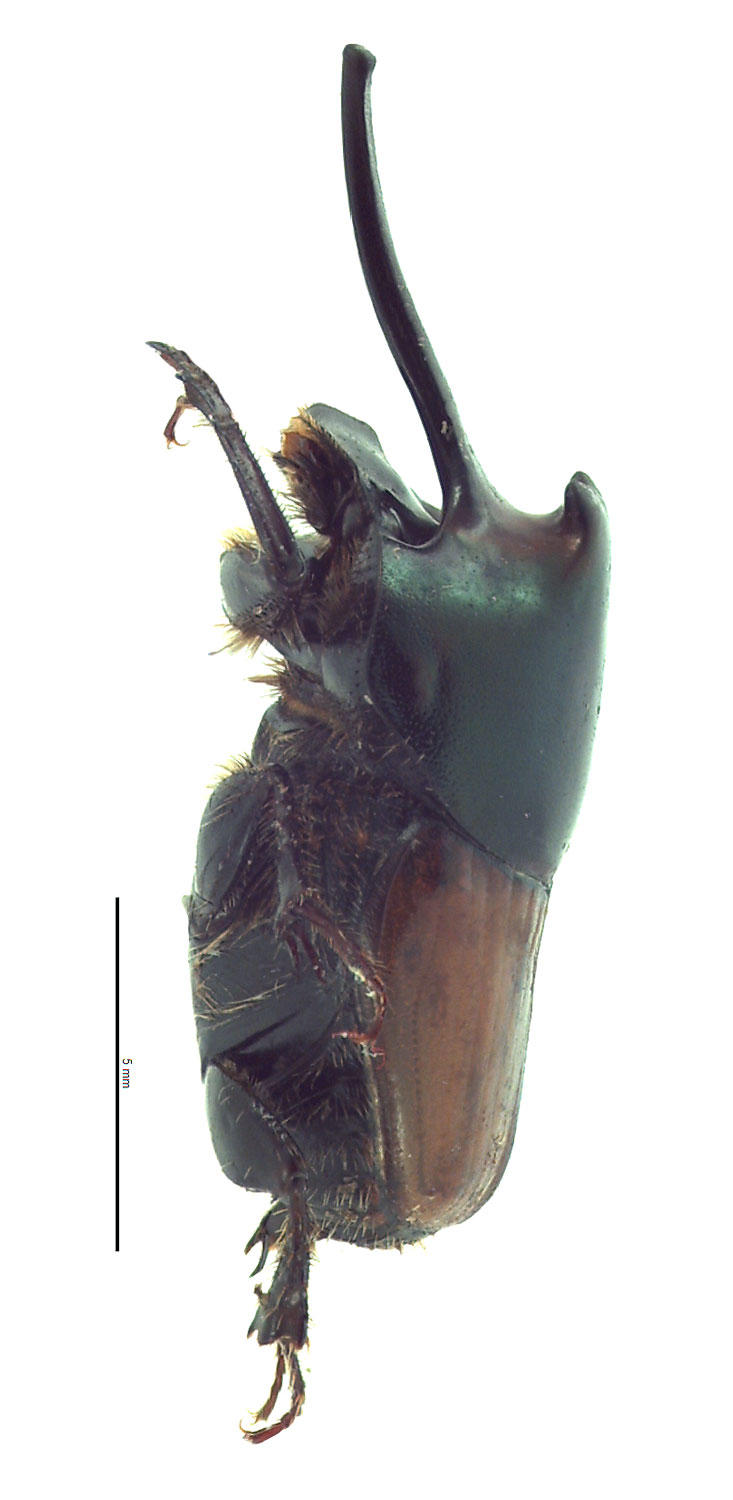 Onthophagus nigriventris | Hawaiian Scarabs