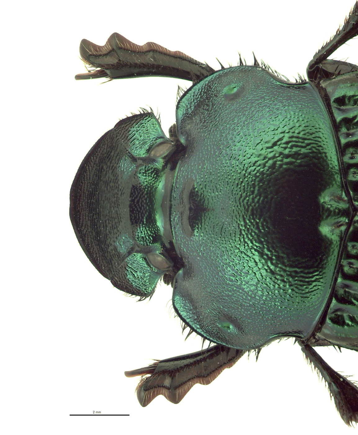 Phanaeus daphnis | Hawaiian Scarabs