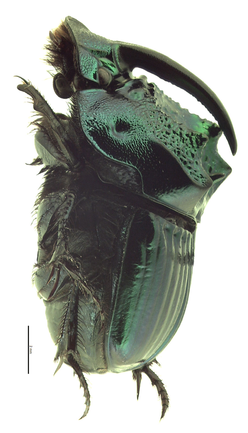 Phanaeus daphnis | Hawaiian Scarabs