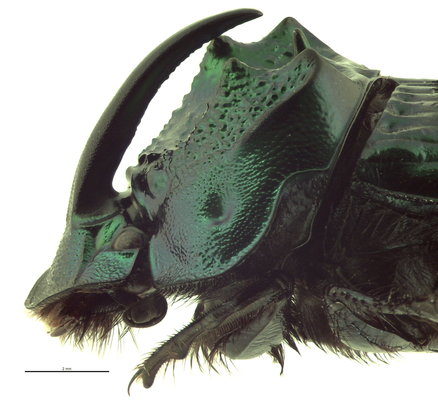 Phanaeus daphnis | Hawaiian Scarabs