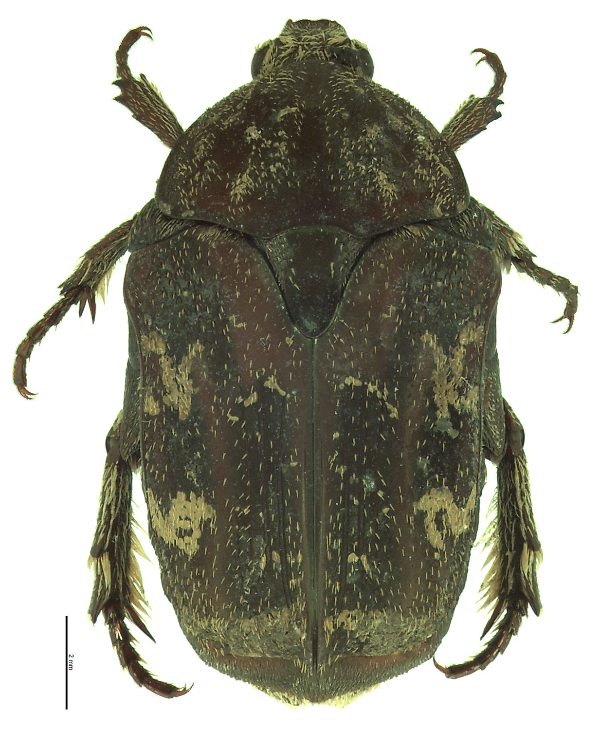 Protaetia fusca | Hawaiian Scarabs