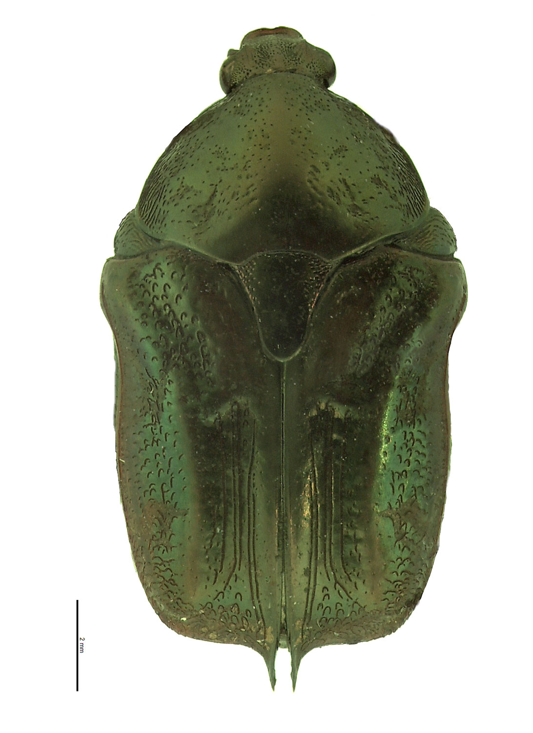 Protaetia fusca | Hawaiian Scarabs