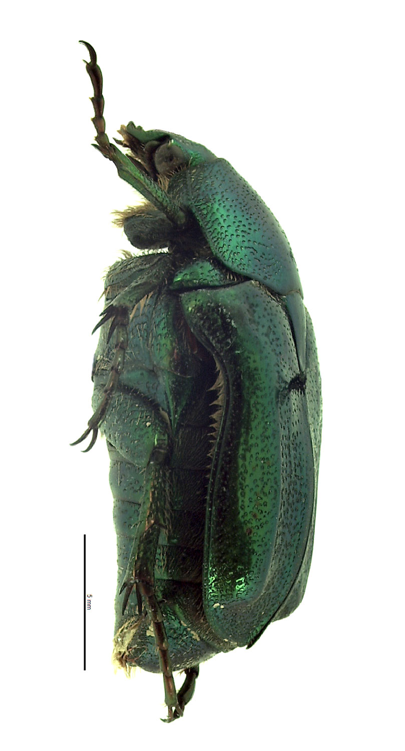Protaetia pryeri | Hawaiian Scarabs