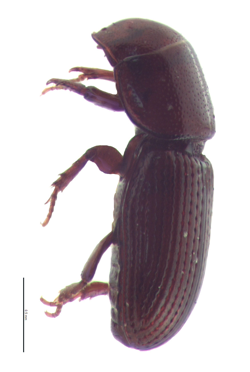 Aphodiinae | Hawaiian Scarabs