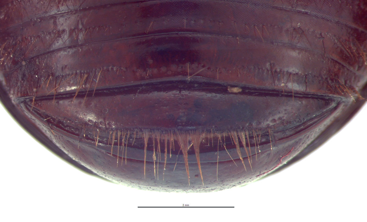 Ligyrus gibbosus | Hawaiian Scarabs