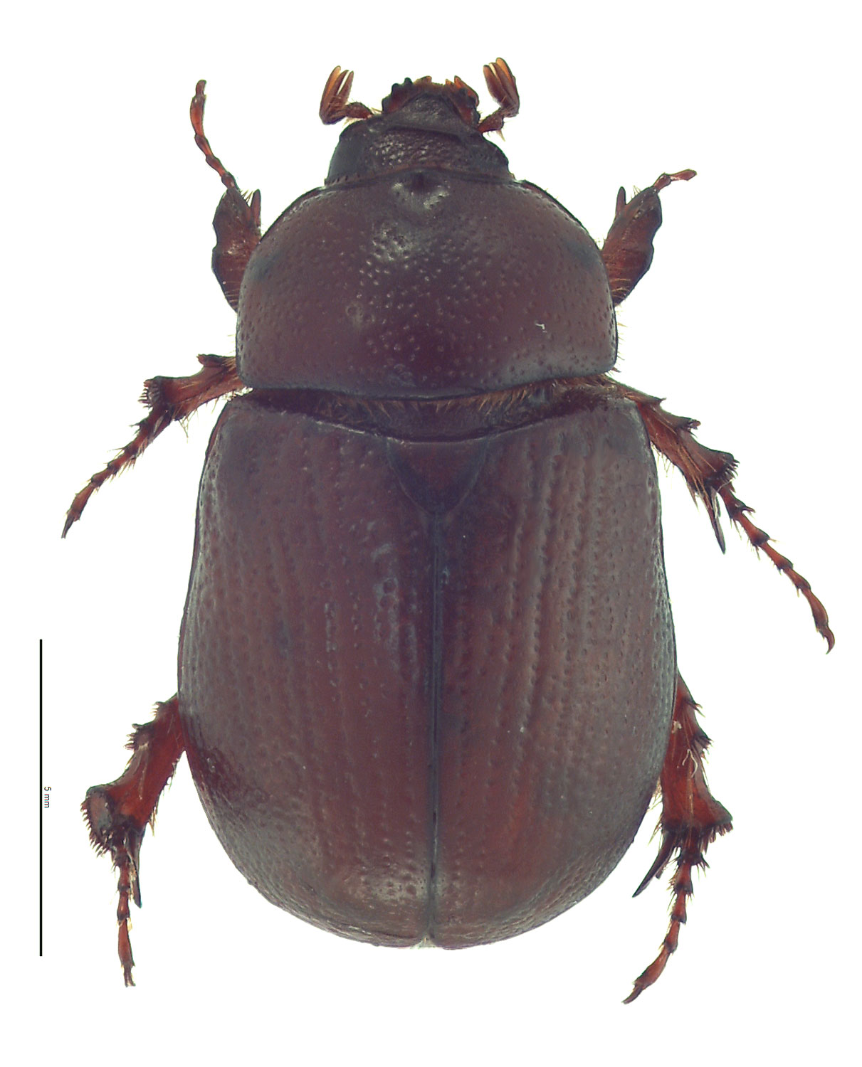 Ligyrus gibbosus | Hawaiian Scarabs