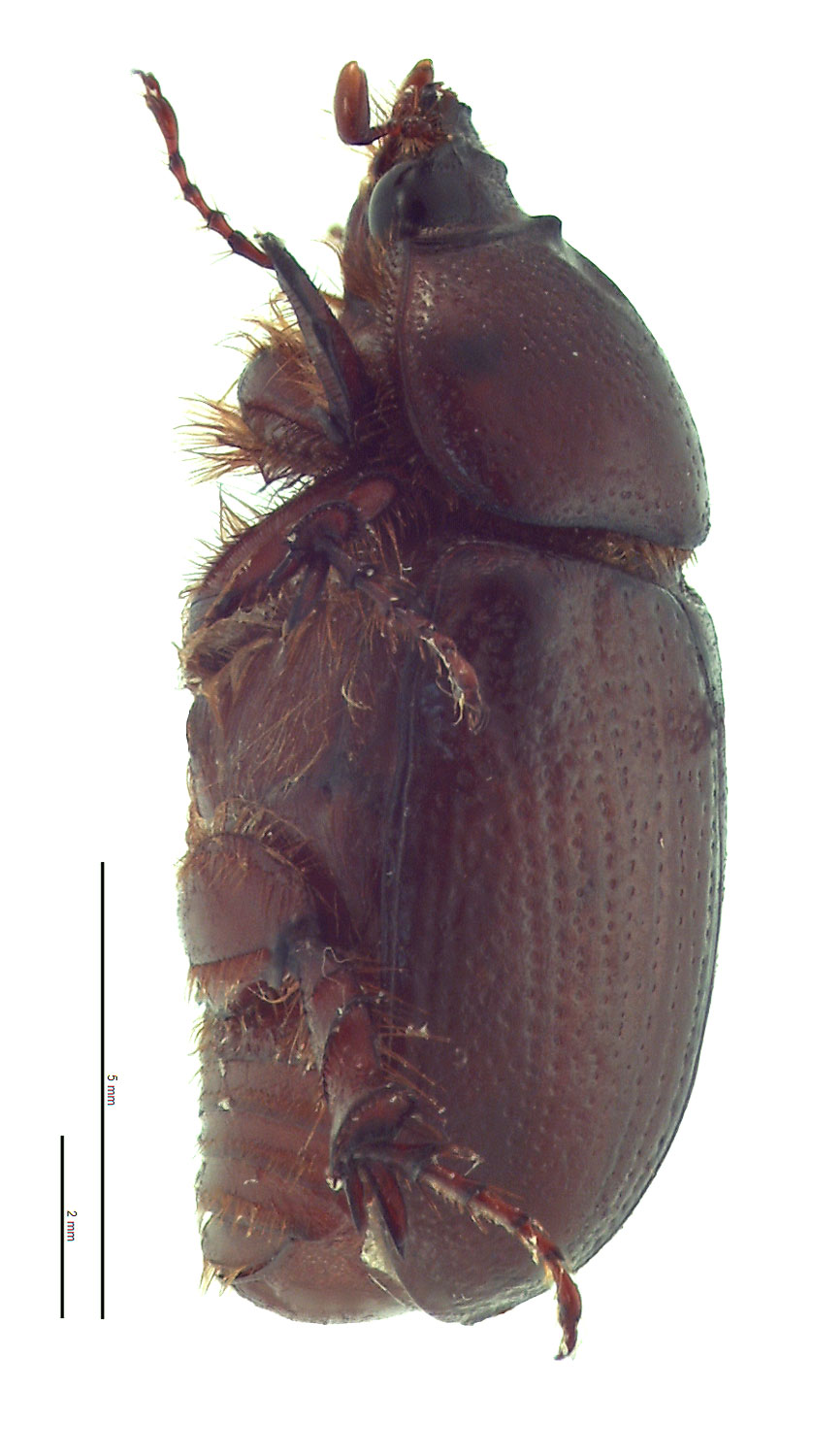 Ligyrus gibbosus | Hawaiian Scarabs