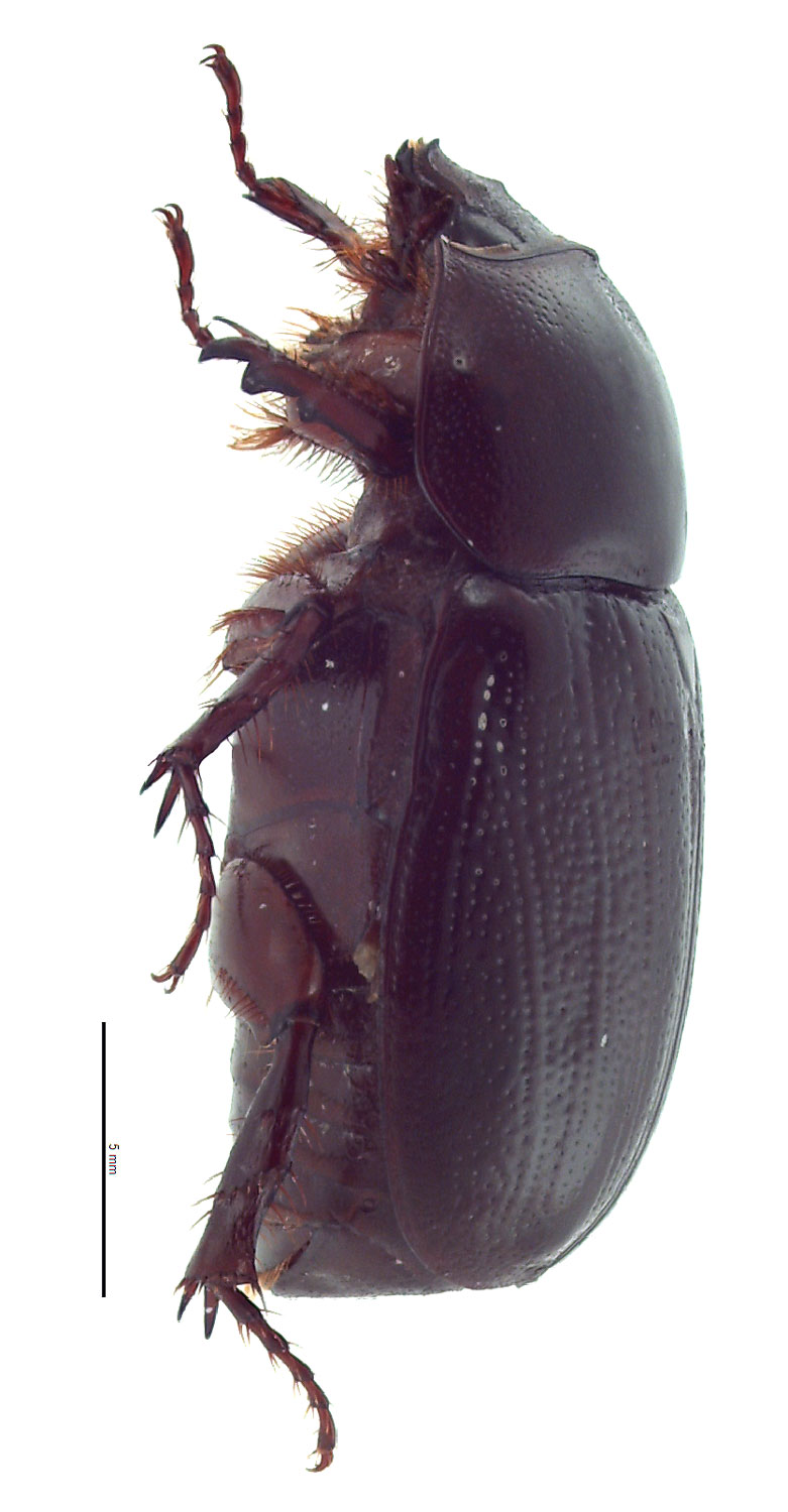 Tomarus subtropicus | Hawaiian Scarabs