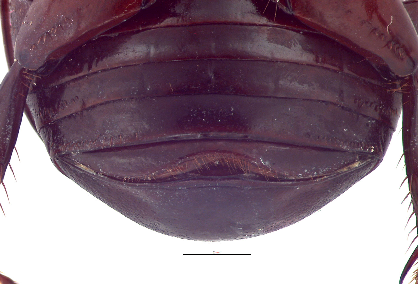 Tomarus subtropicus | Hawaiian Scarabs