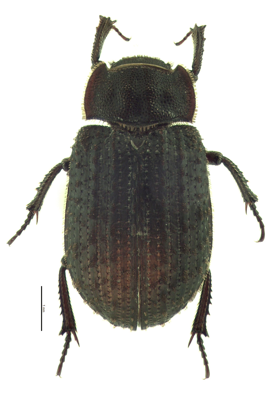 Trox scaber | Hawaiian Scarabs