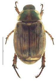 Anomala orientalis | Hawaiian Scarabs
