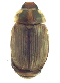 Anomala orientalis | Hawaiian Scarabs