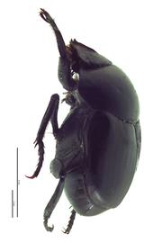 Canthon humectus | Hawaiian Scarabs