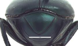 Canthon indigaceus | Hawaiian Scarabs