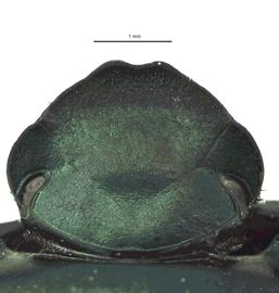 Canthon indigaceus | Hawaiian Scarabs