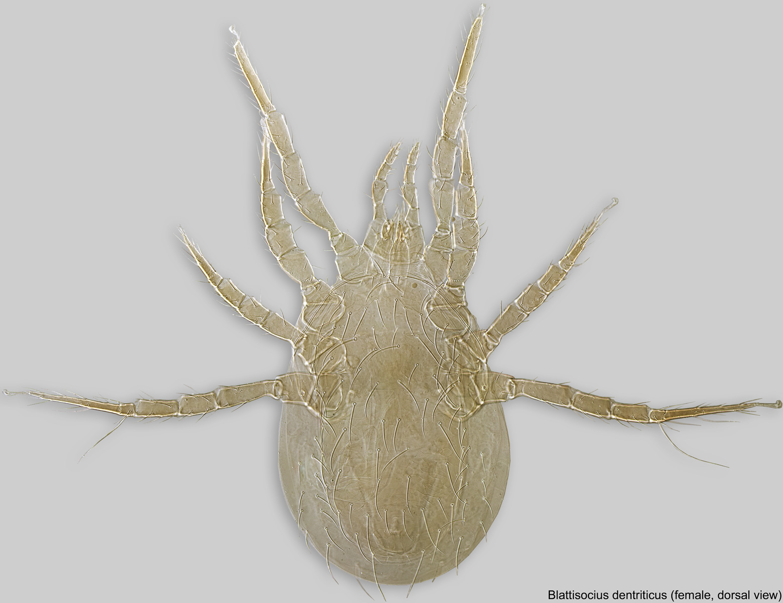 Blattisocius | Bee Mite ID