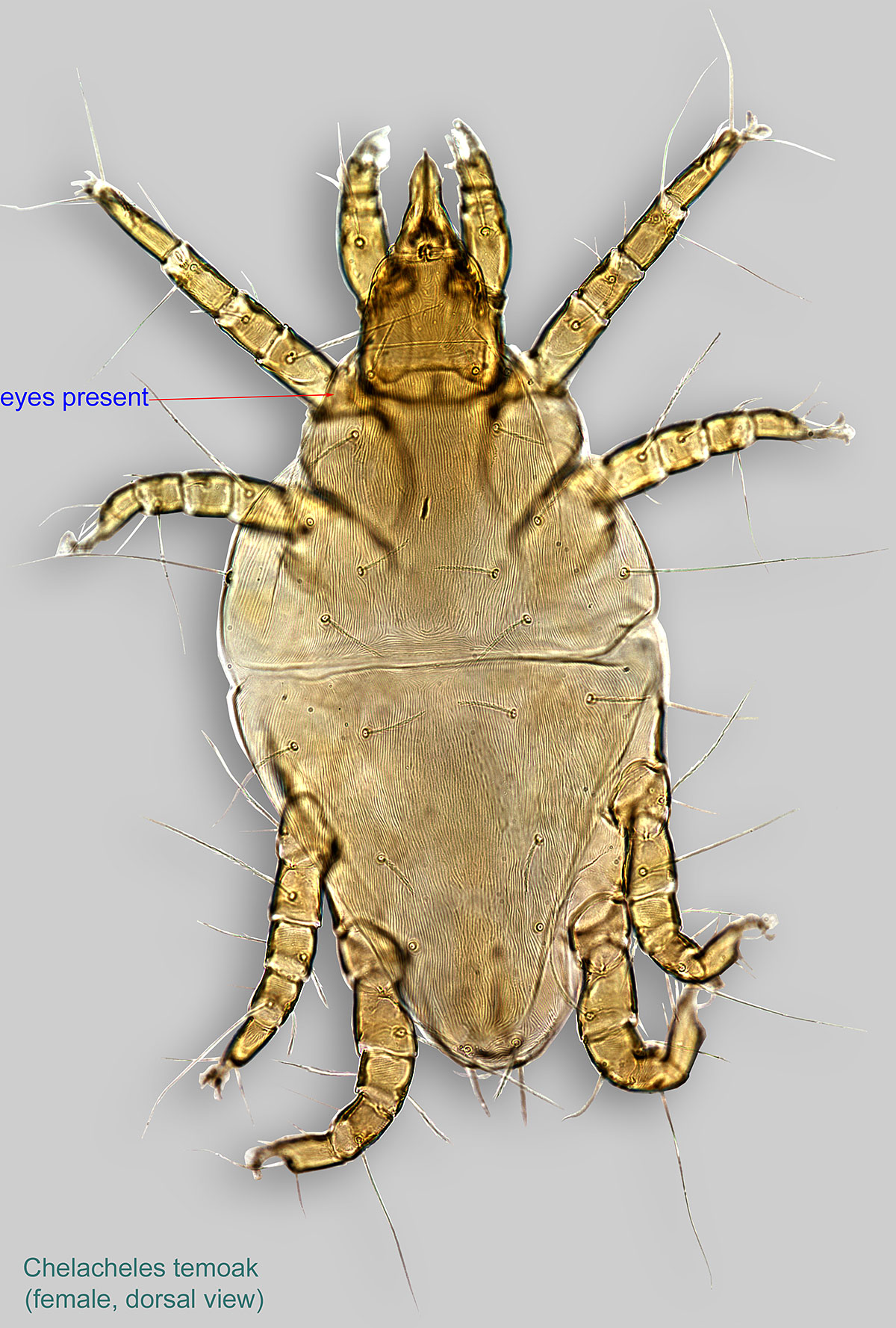 Chelacheles | Bee Mite ID
