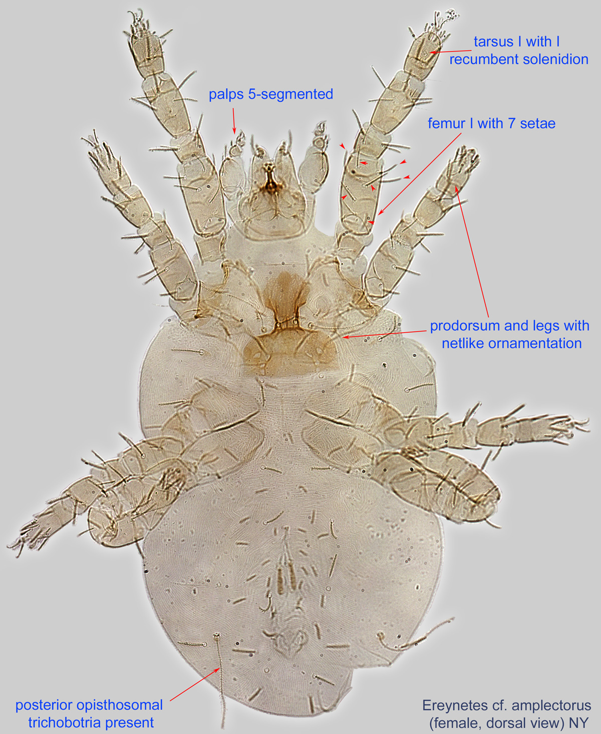Ereynetes | Bee Mite ID