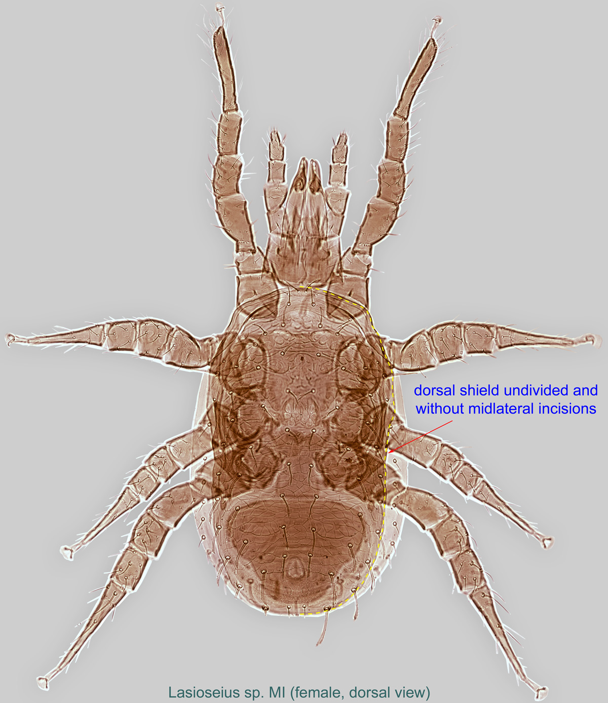 Lasioseius | Bee Mite ID