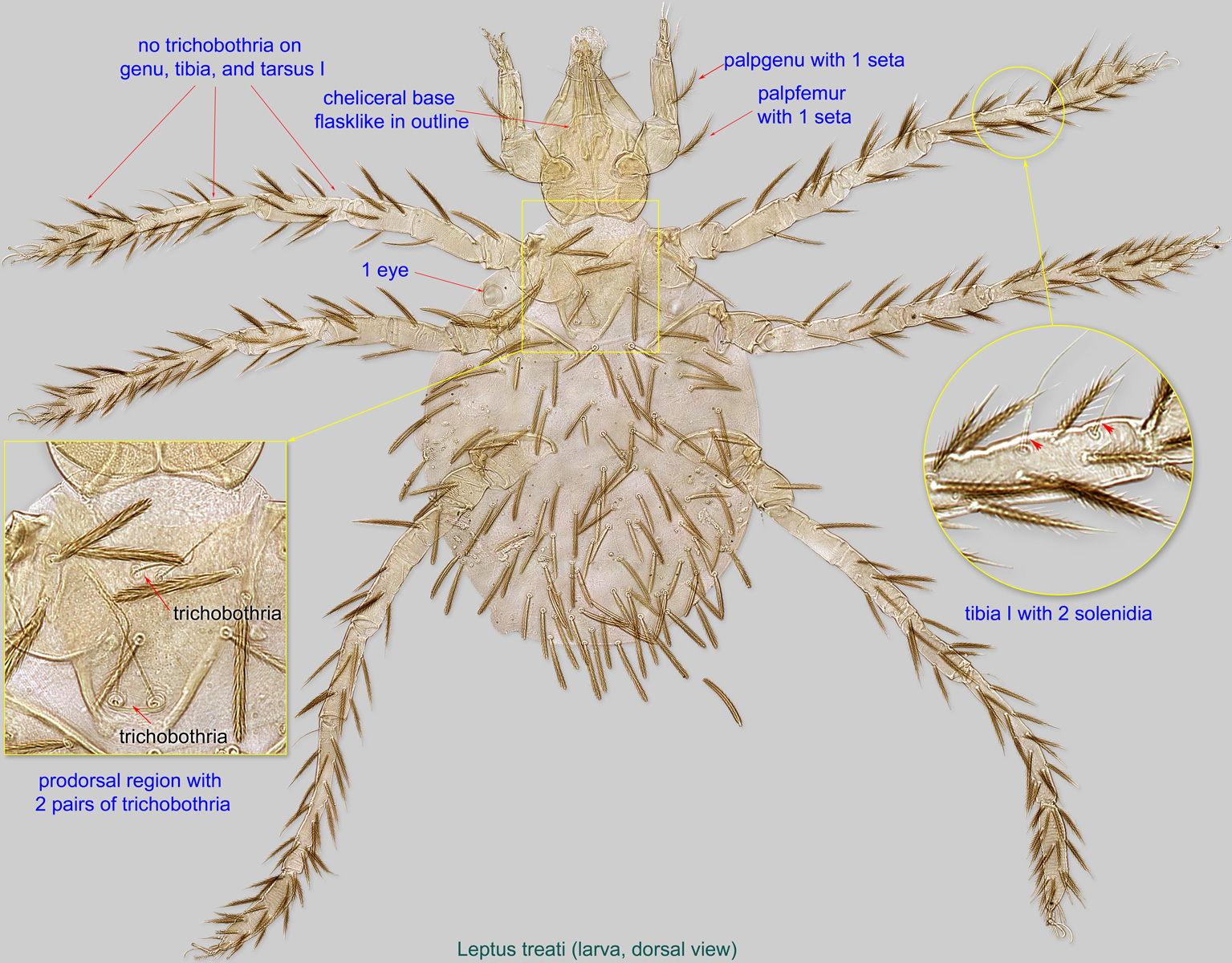Leptus | Bee Mite ID