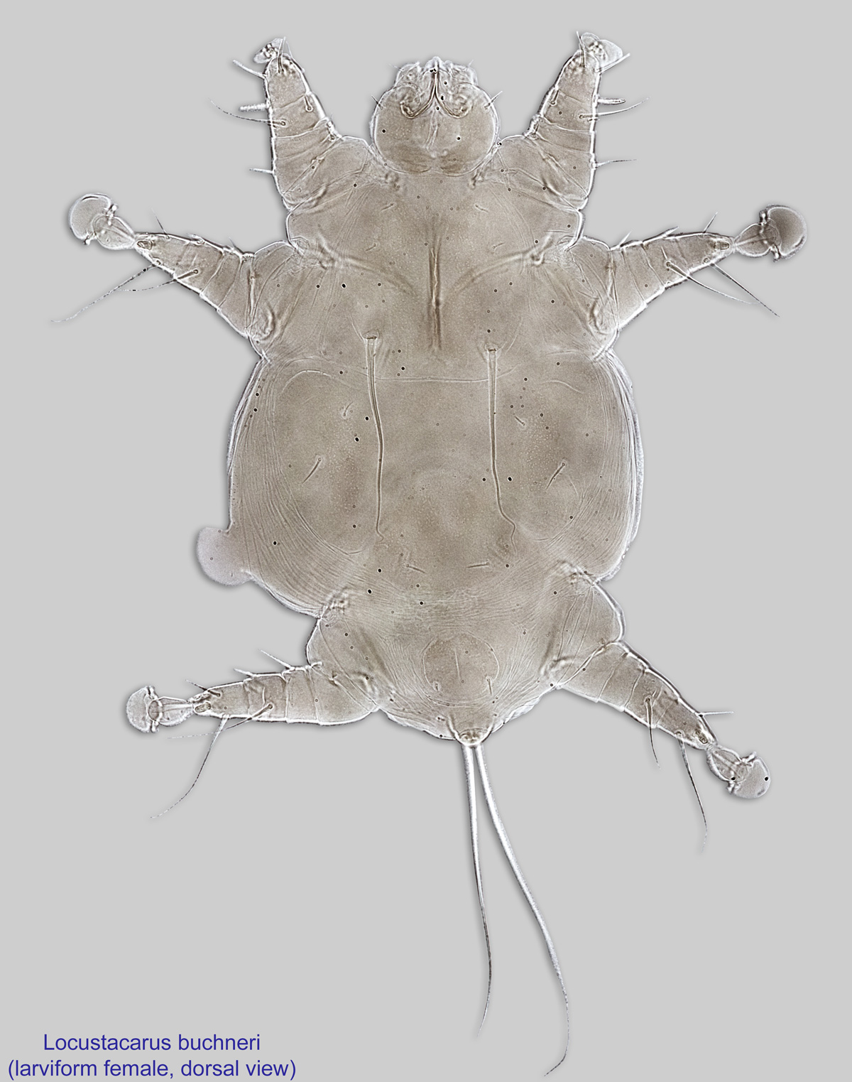 Locustacarus | Bee Mite ID