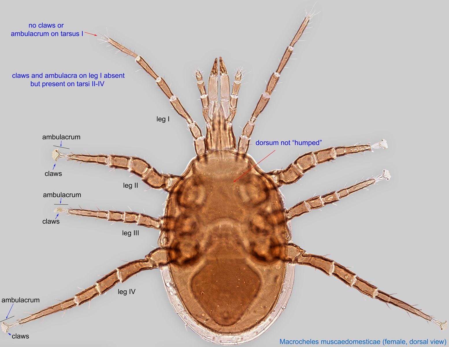 Macrocheles | Bee Mite ID