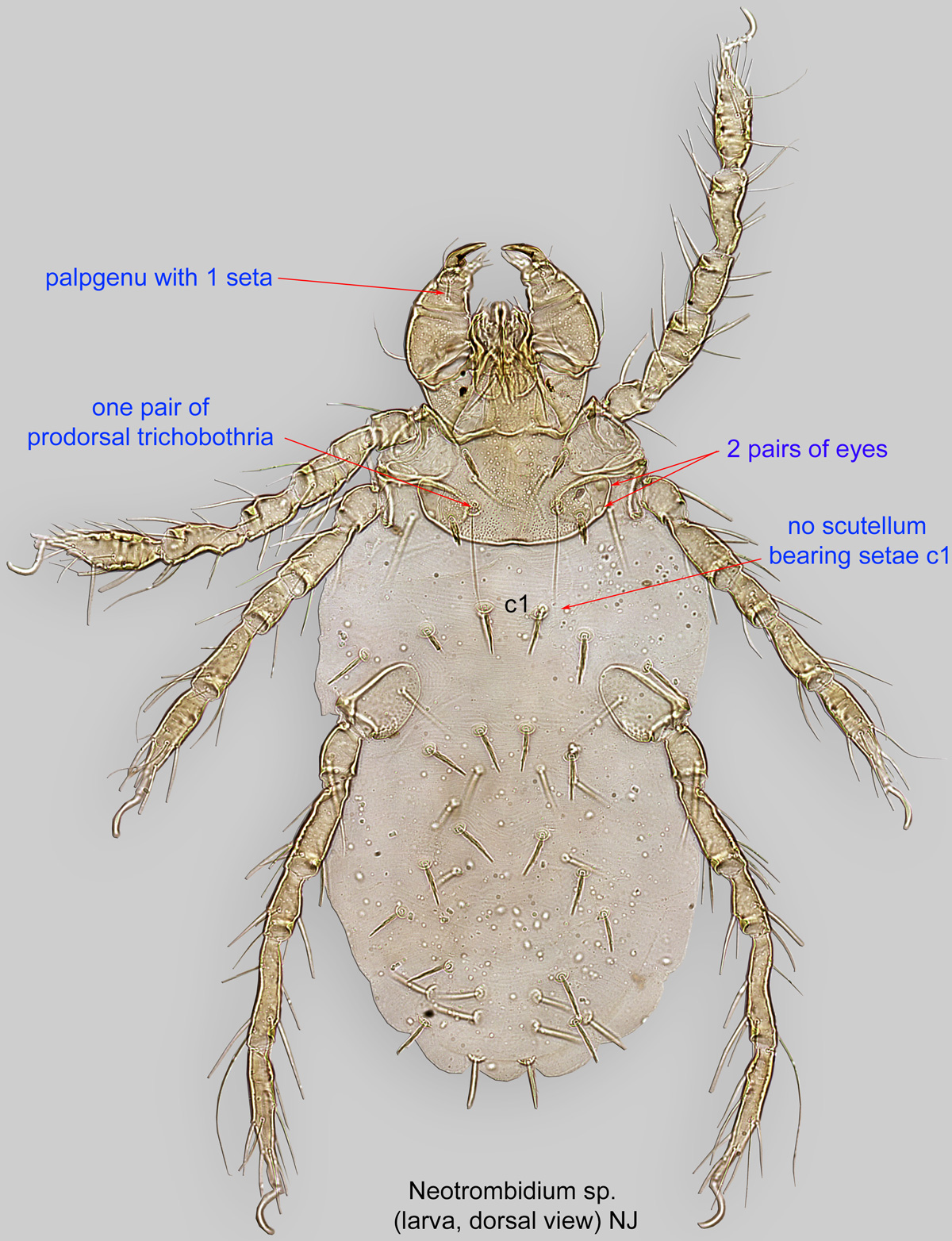 Neotrombidium | Bee Mite ID